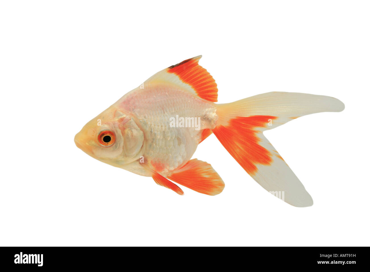 White and orange goldfish isolated on white Stock Photo - Alamy
