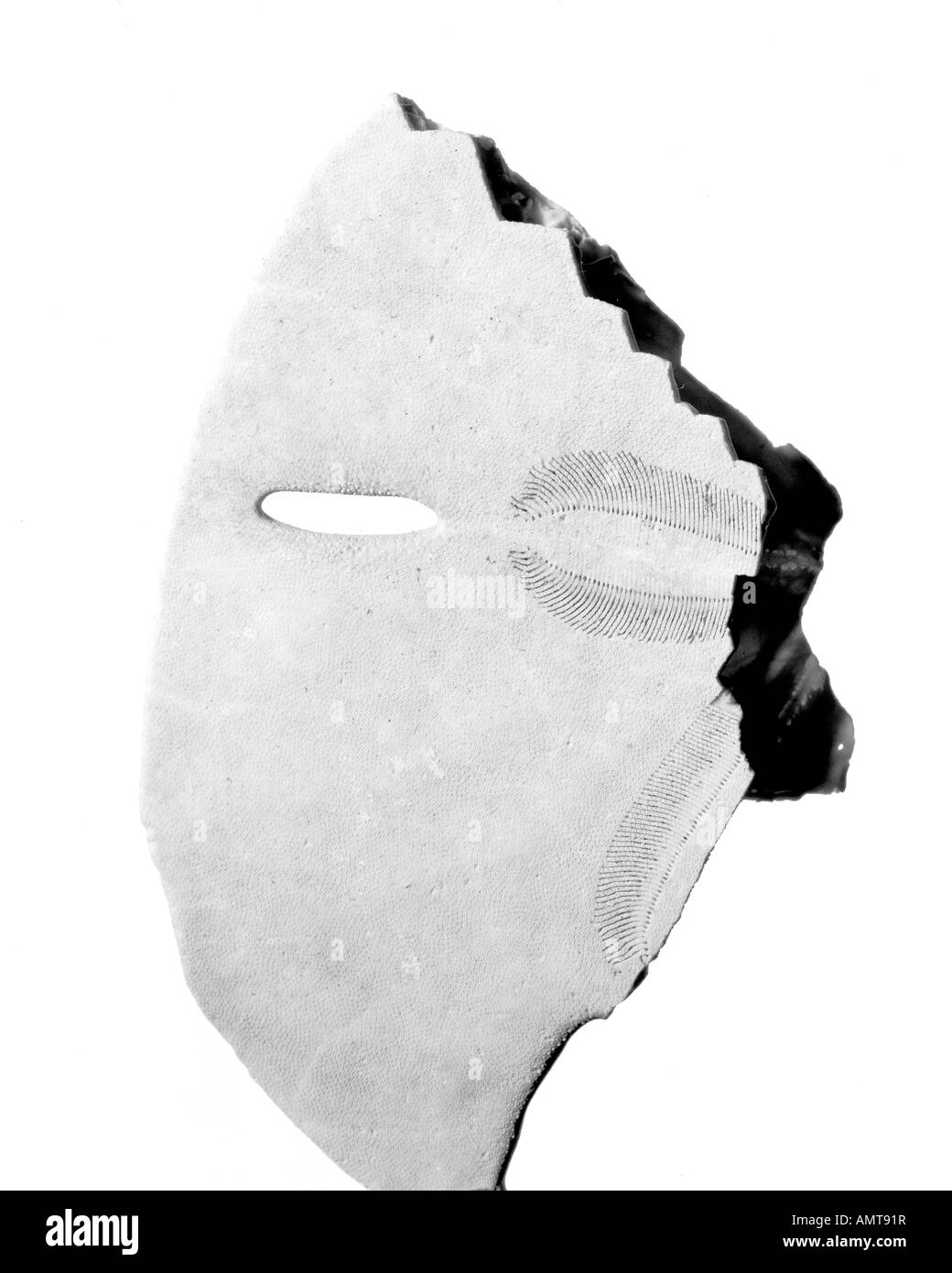 Shell fossil Cut Out Stock Images & Pictures - Alamy