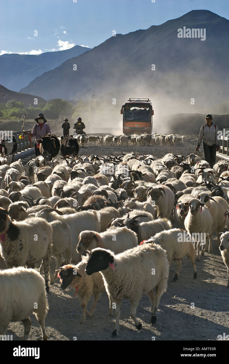 Flock of sheep and goats on the road en route to Samye Tibet ...