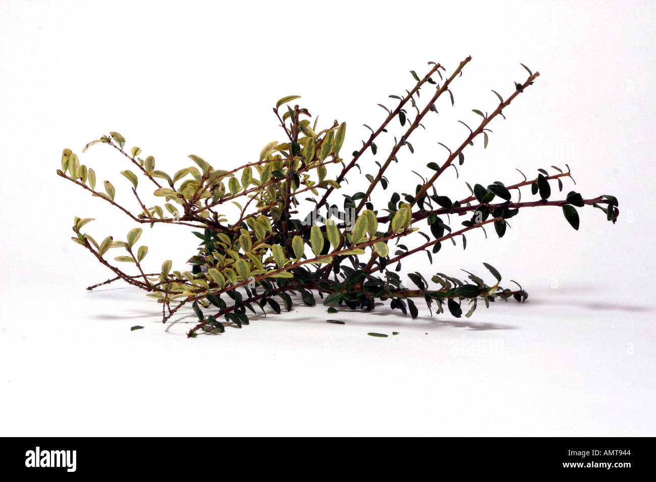 Twigs and small branches from the garden Stock Photo - Alamy