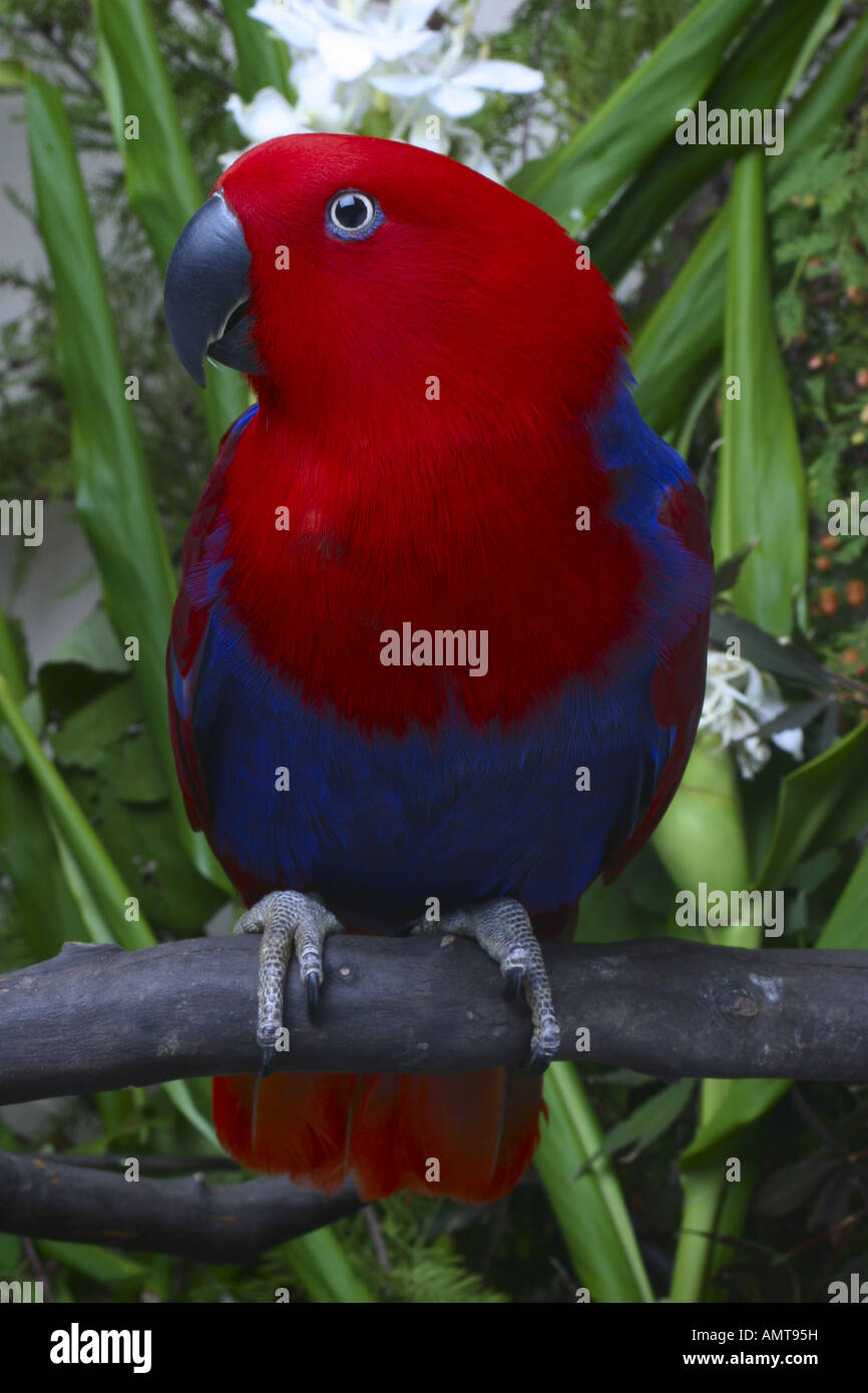 Parrot on a Pirch Stock Photo - Alamy