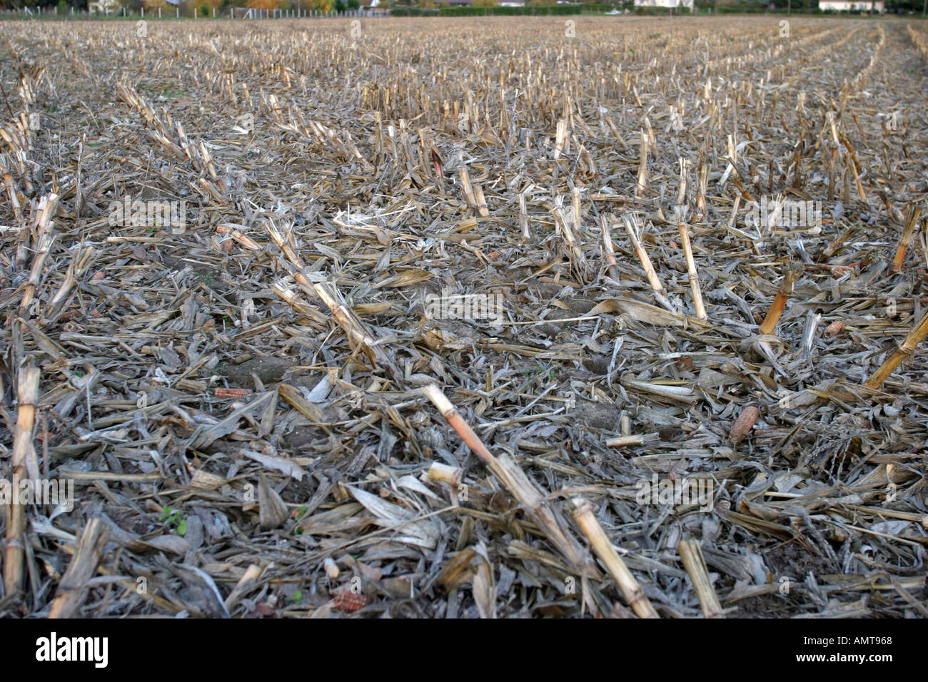 Corn field in France Stock Photo - Alamy