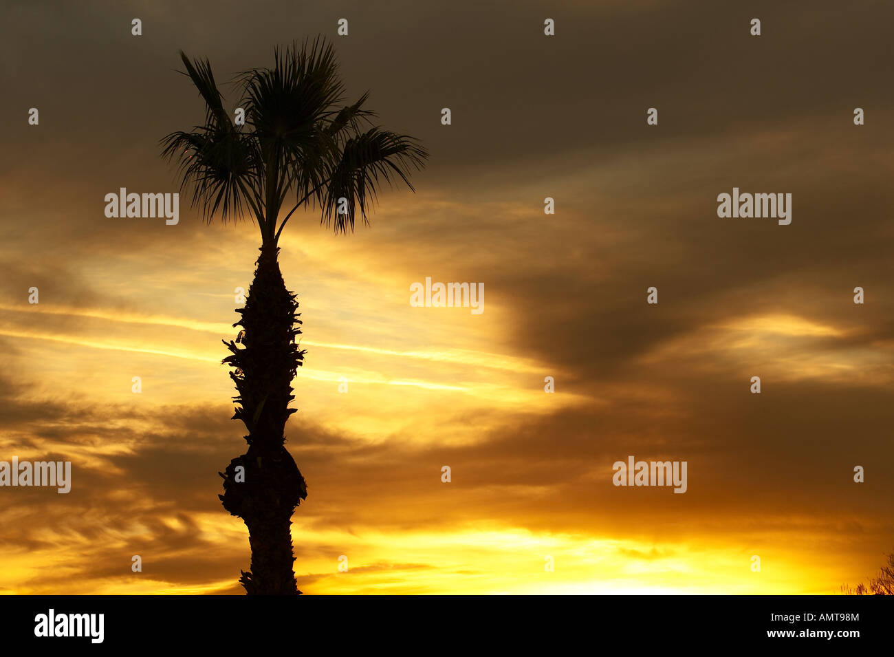 Palm Tree at Sunset Stock Photo - Alamy