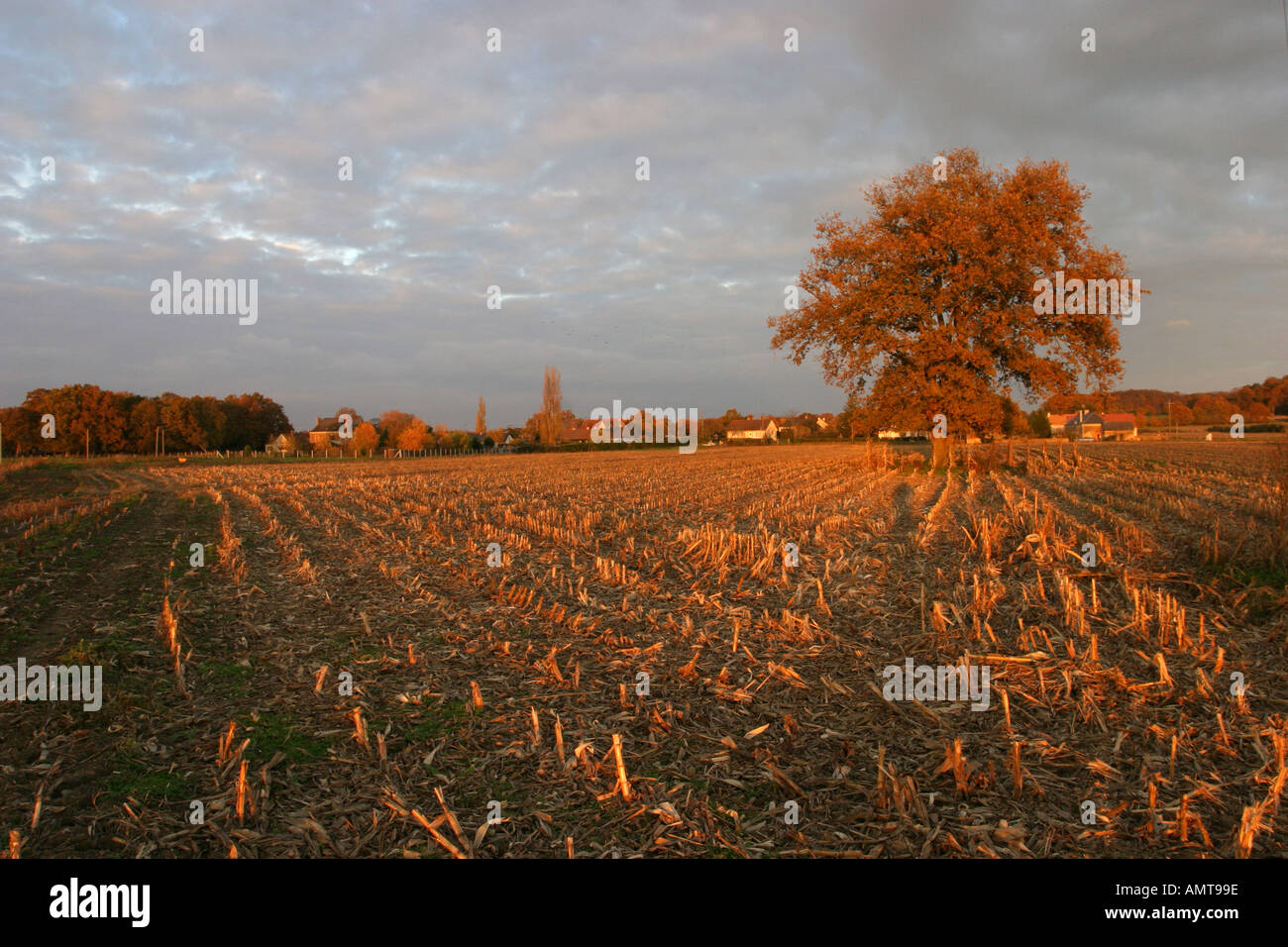 Corn field and tree in France Stock Photo - Alamy