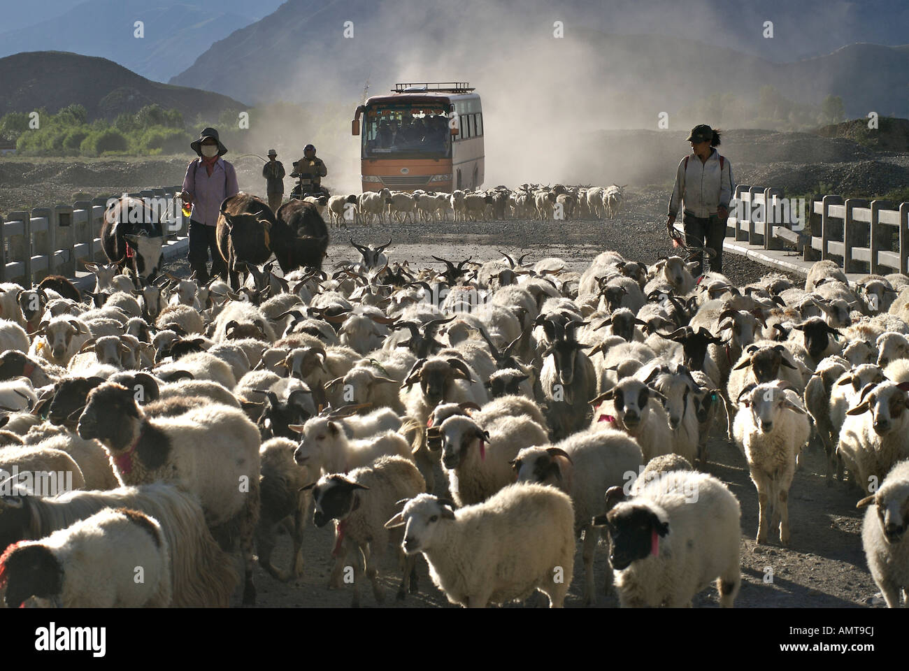 Flock of sheep and goats on the road en route to Samye Tibet ...