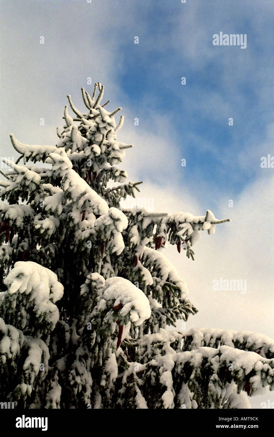 Snowy big fir-tree Stock Photo - Alamy
