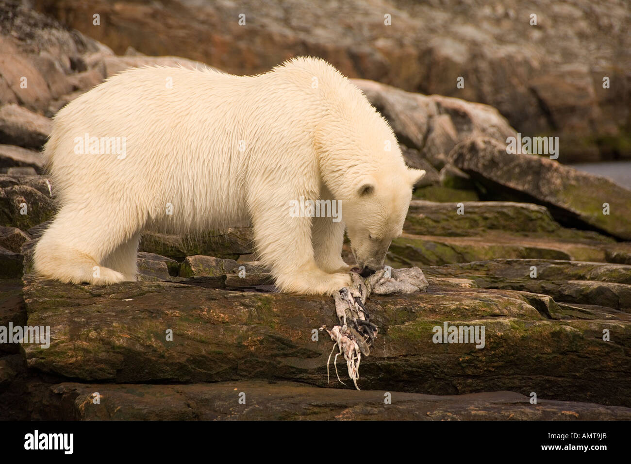 Polar Bear feeding on a seal carcass Labrador Canada Stock Photo - Alamy