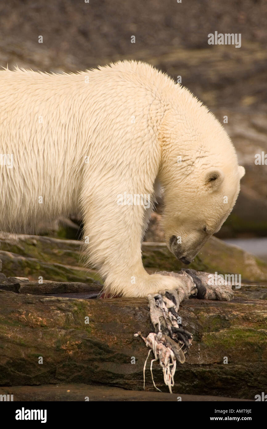 Polar Bear feeding on a seal carcass Labrador Canada Stock Photo - Alamy