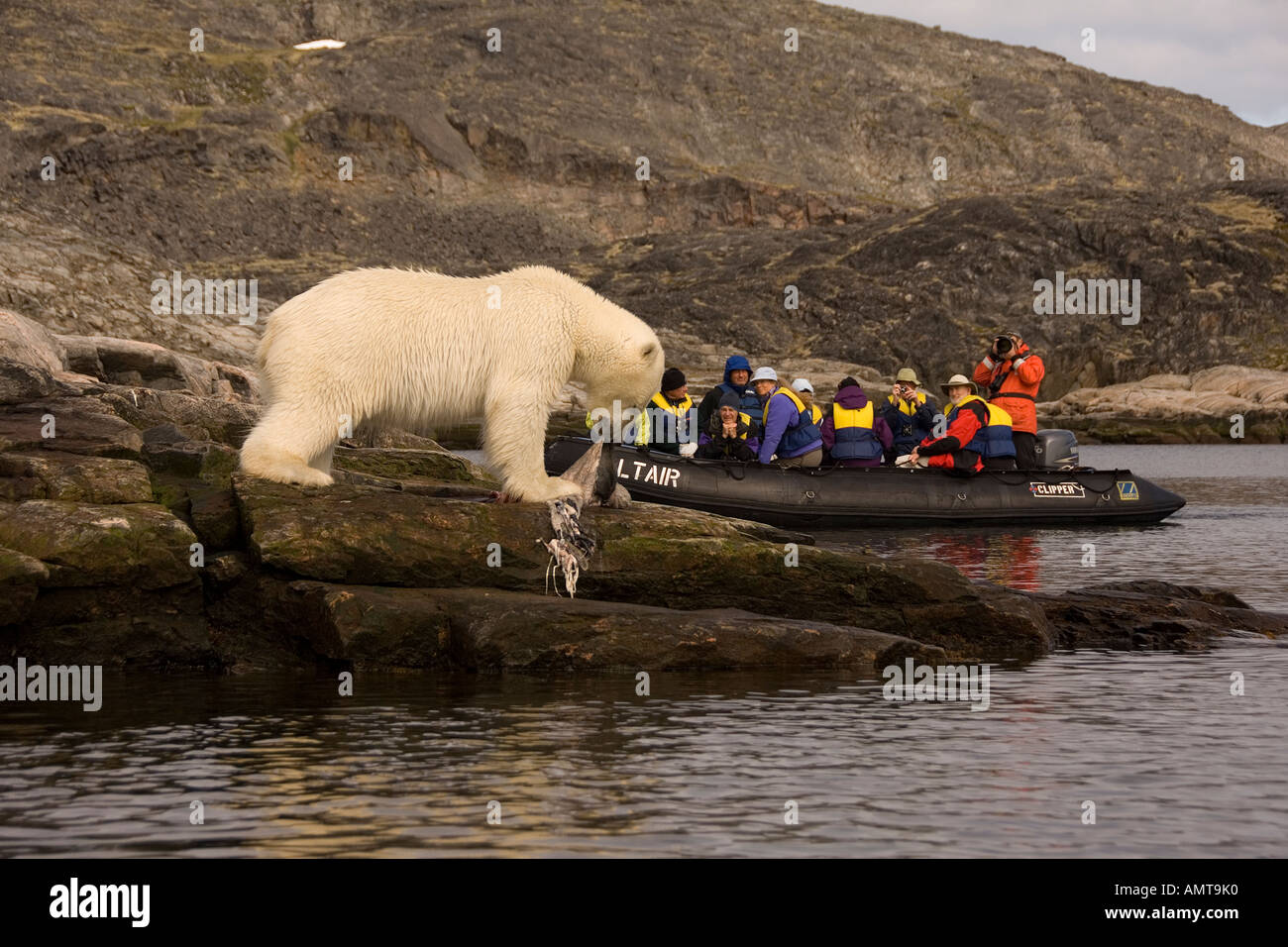 Polar Bear feeding on a seal carcass Labrador Canada Stock Photo - Alamy
