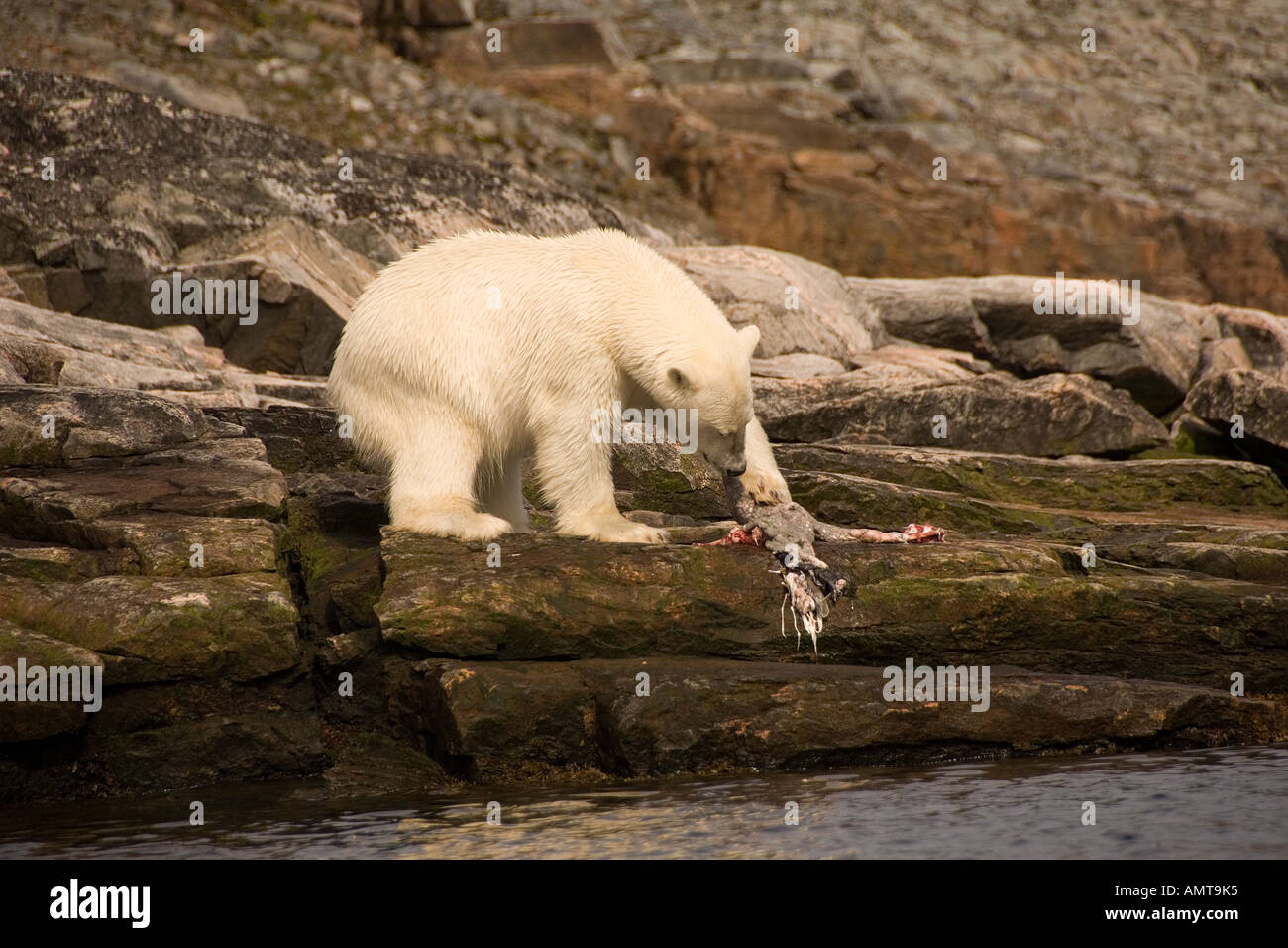 Polar Bear feeding on a seal carcass Labrador Canada Stock Photo - Alamy
