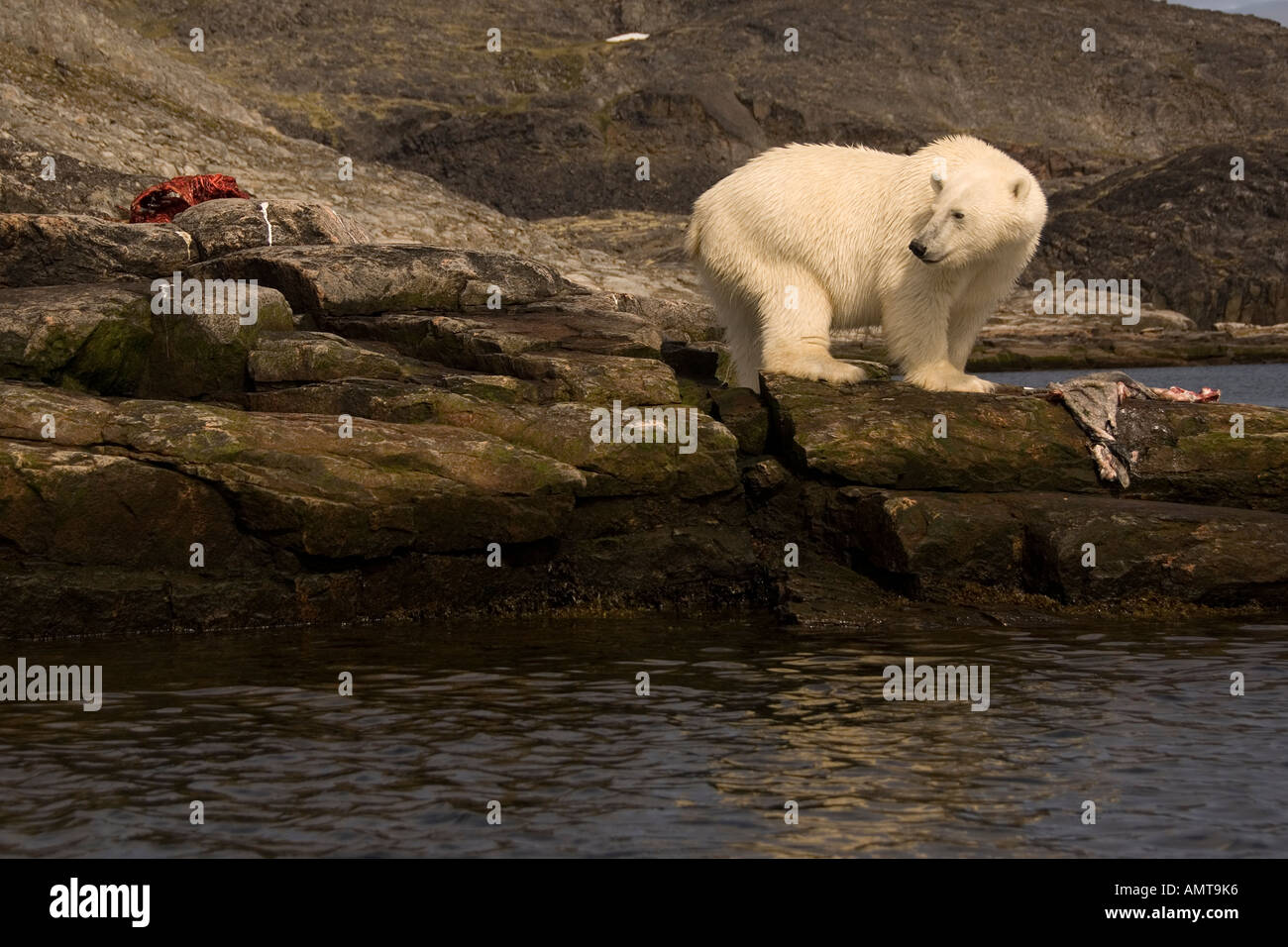 Polar Bear feeding on a seal carcass Labrador Canada Stock Photo - Alamy