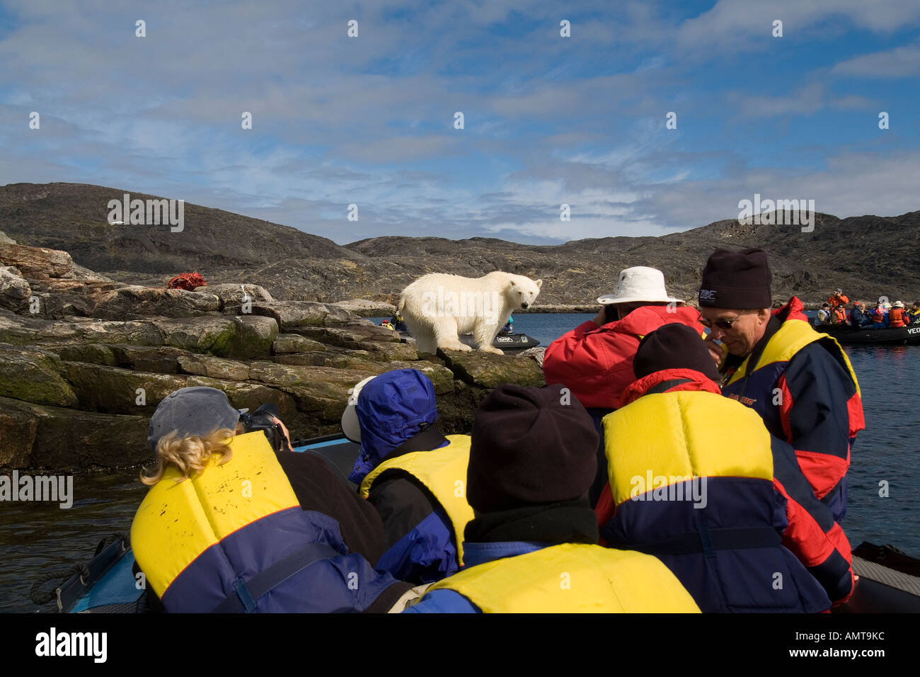Zodiac approaching a Polar Bear Labrador Canada Stock Photo - Alamy