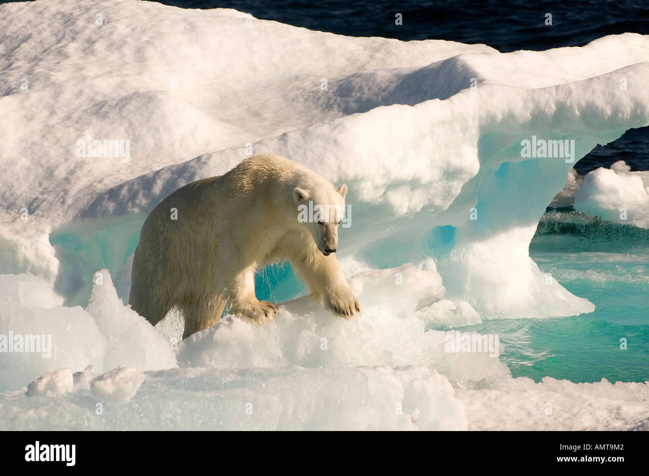 Polar Bear Davis Strait Labrador See Canada Stock Photo - Alamy