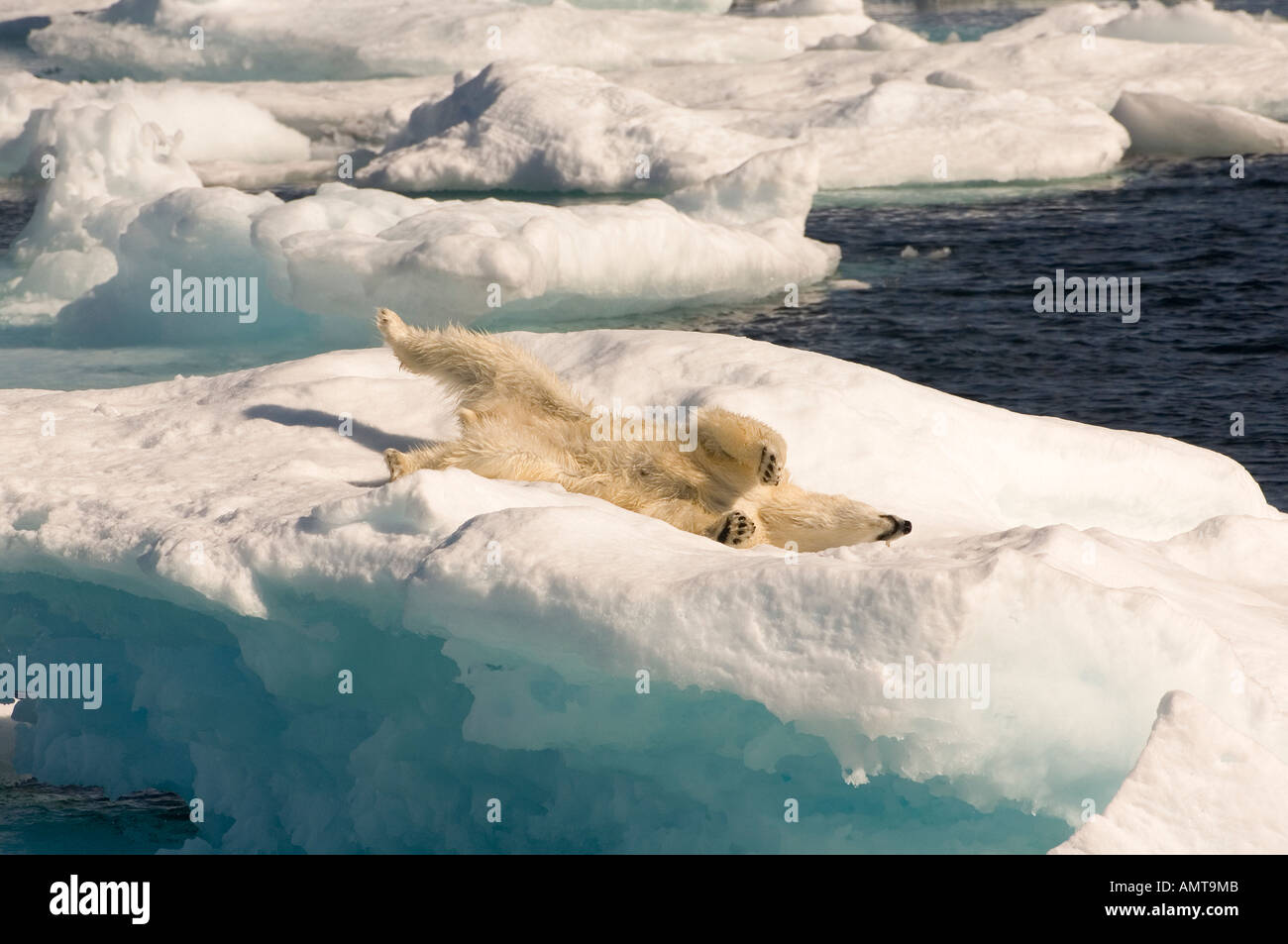 Polar Bear Davis Strait Labrador See Canada Stock Photo - Alamy