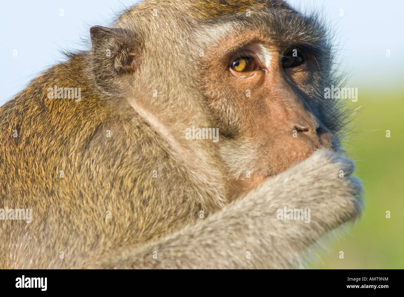 Long Tailed Macaque Monkey Uluwatu or Ulu Watu Hindu Temple Bali ...