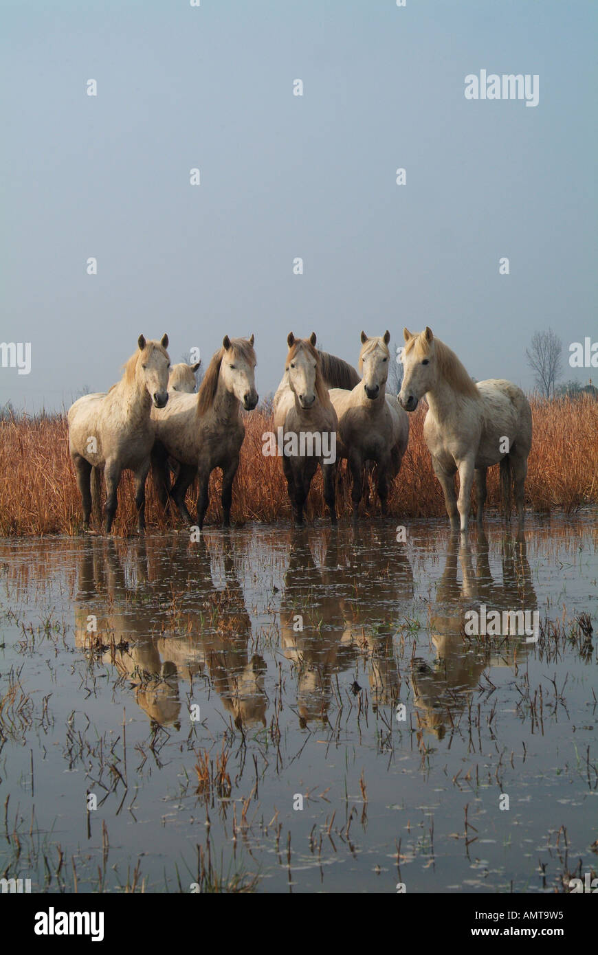 Cheval camargue hi-res stock photography and images - Alamy