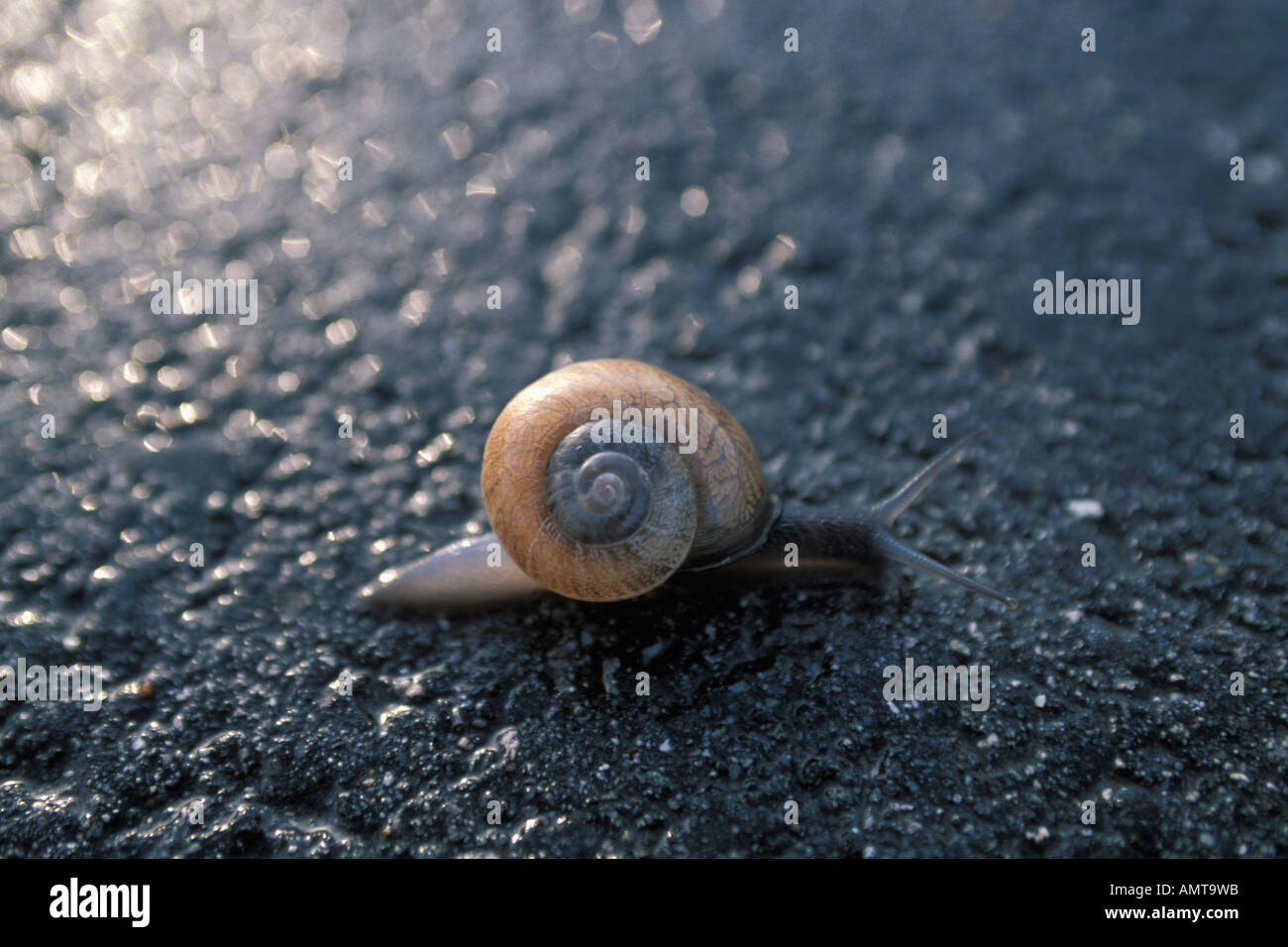 Animals, Snail on pavement Stock Photo - Alamy