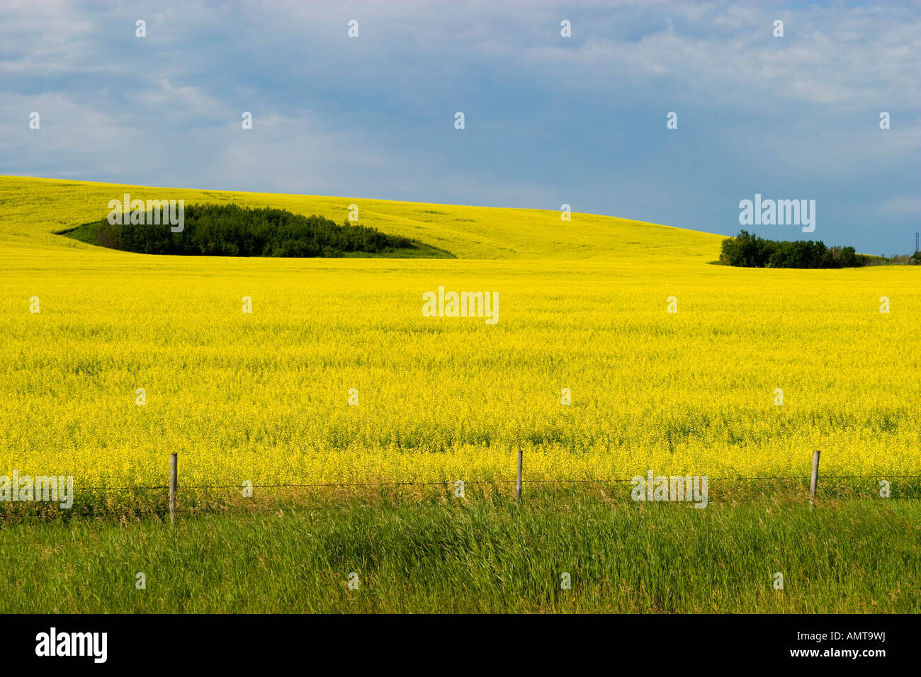 Canola field in bloom Stock Photo - Alamy