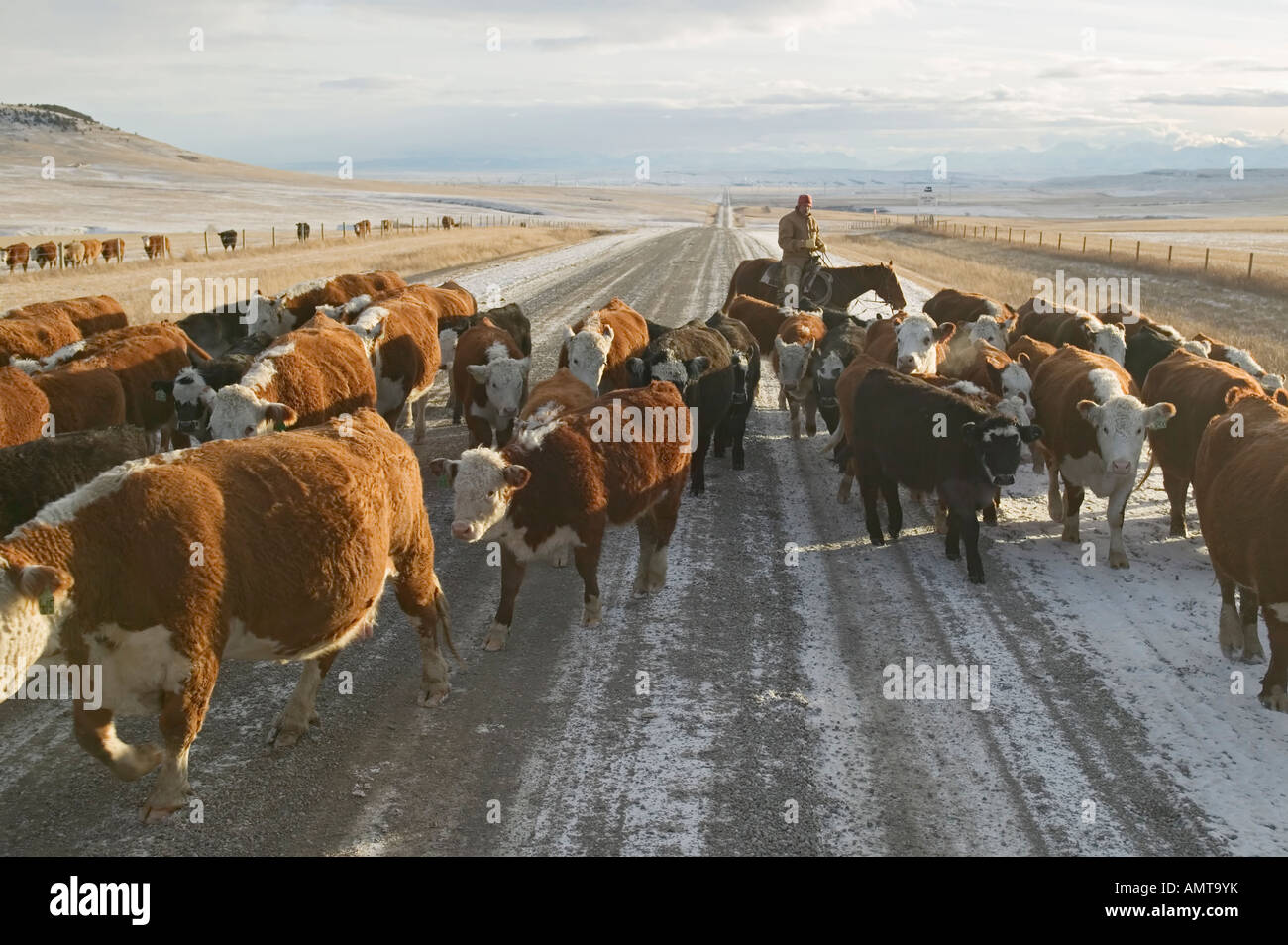 Cattle, winter, prairie, alberta, canada, southern alberta Stock Photo ...