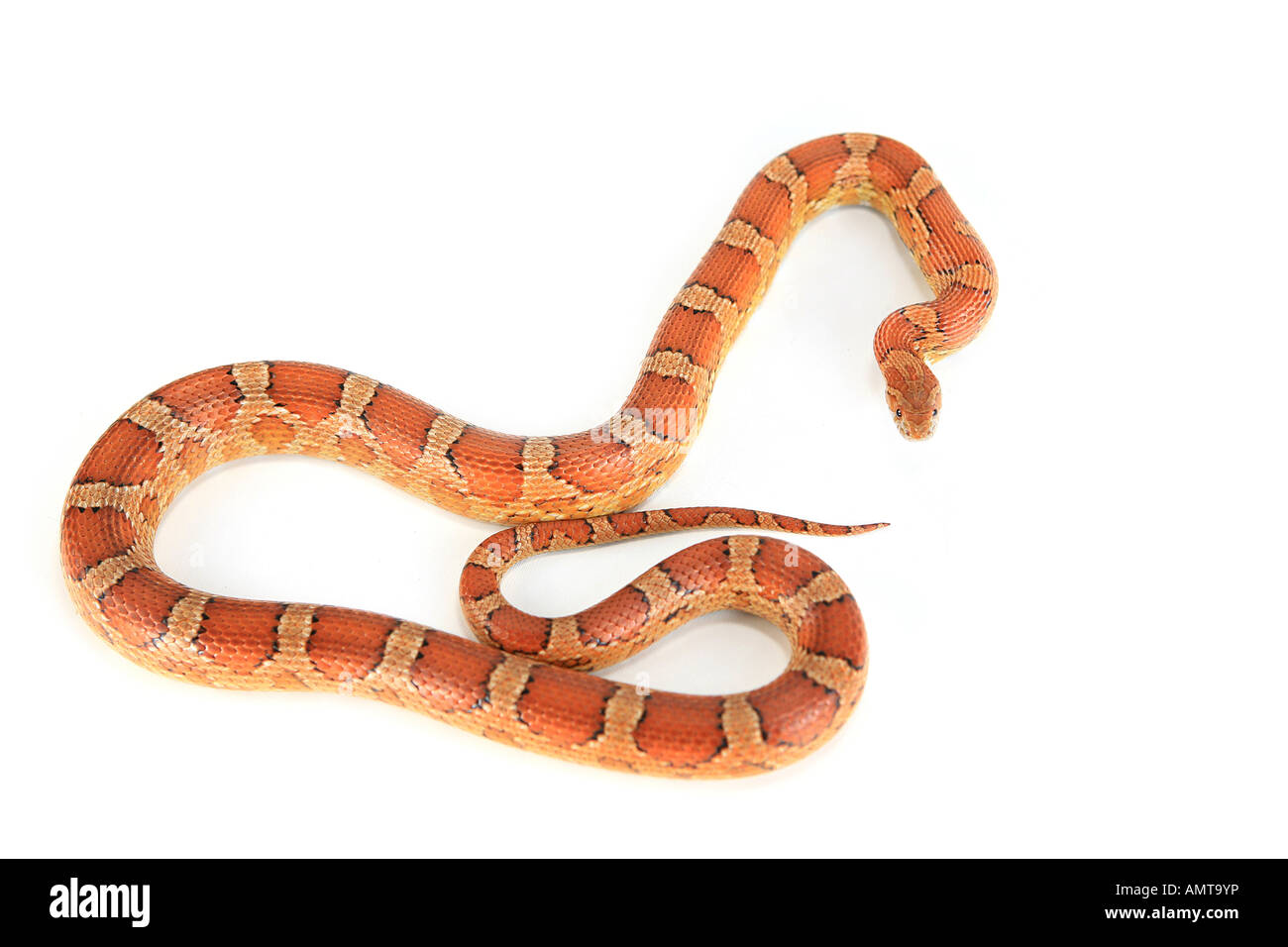 Orange snake Cut Out Stock Images & Pictures - Alamy