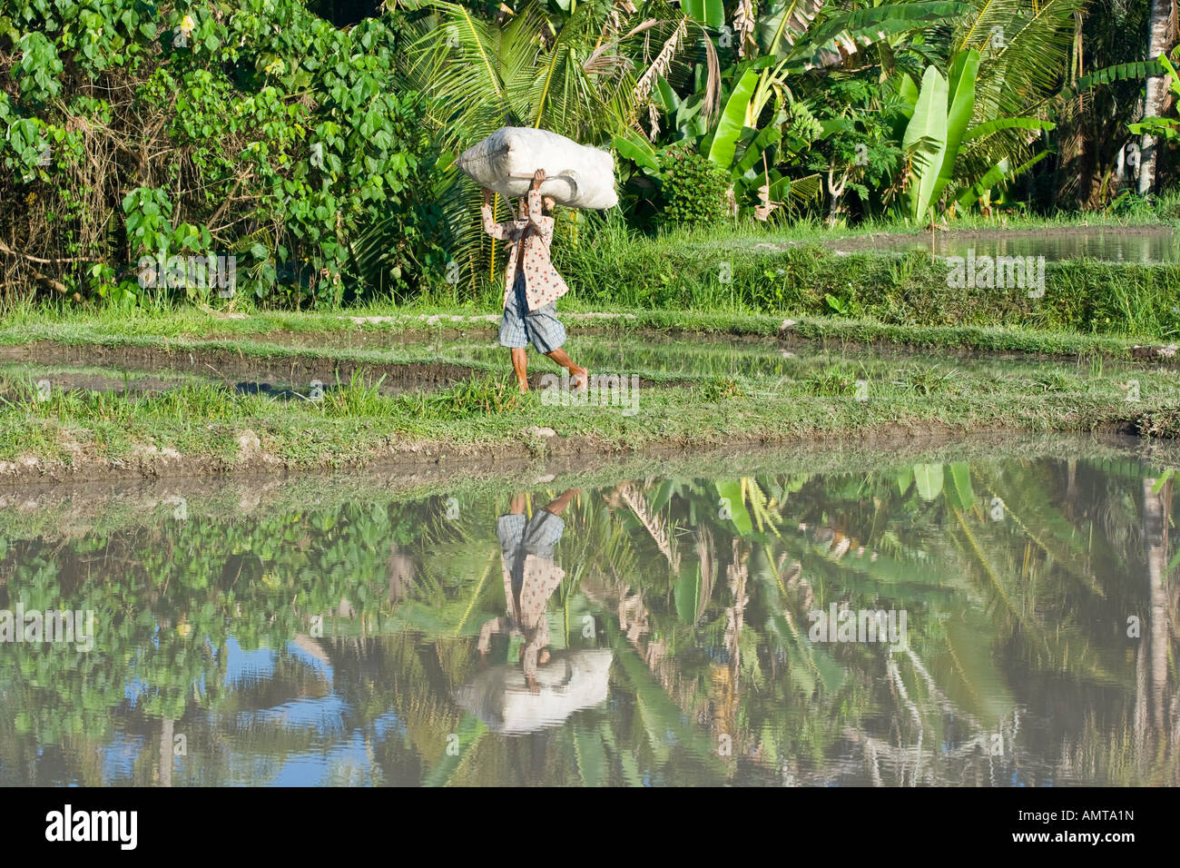 Woman Carrying Sack on her Head through Rice Fields Bali Indonesia ...
