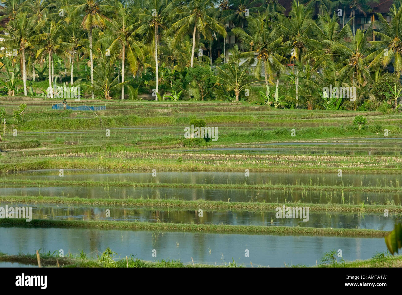 Rice Field Terraces, Ubud, Bali Indonesia Stock Photo - Alamy