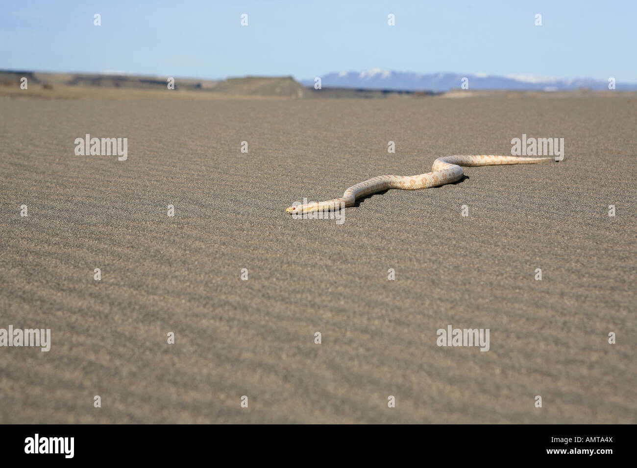 Wavy snake hi-res stock photography and images - Alamy