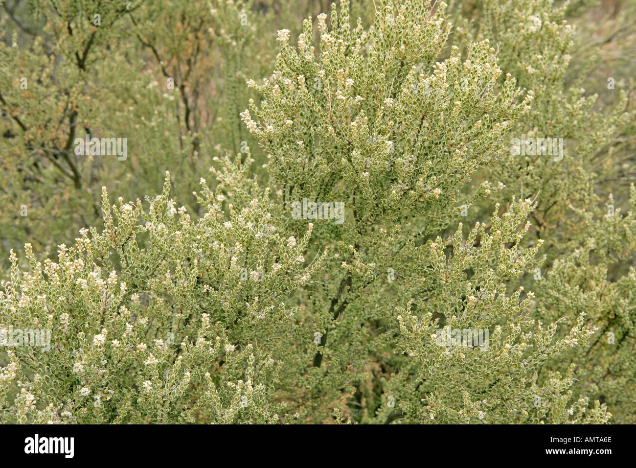 Sandpaper bush hi-res stock photography and images - Alamy