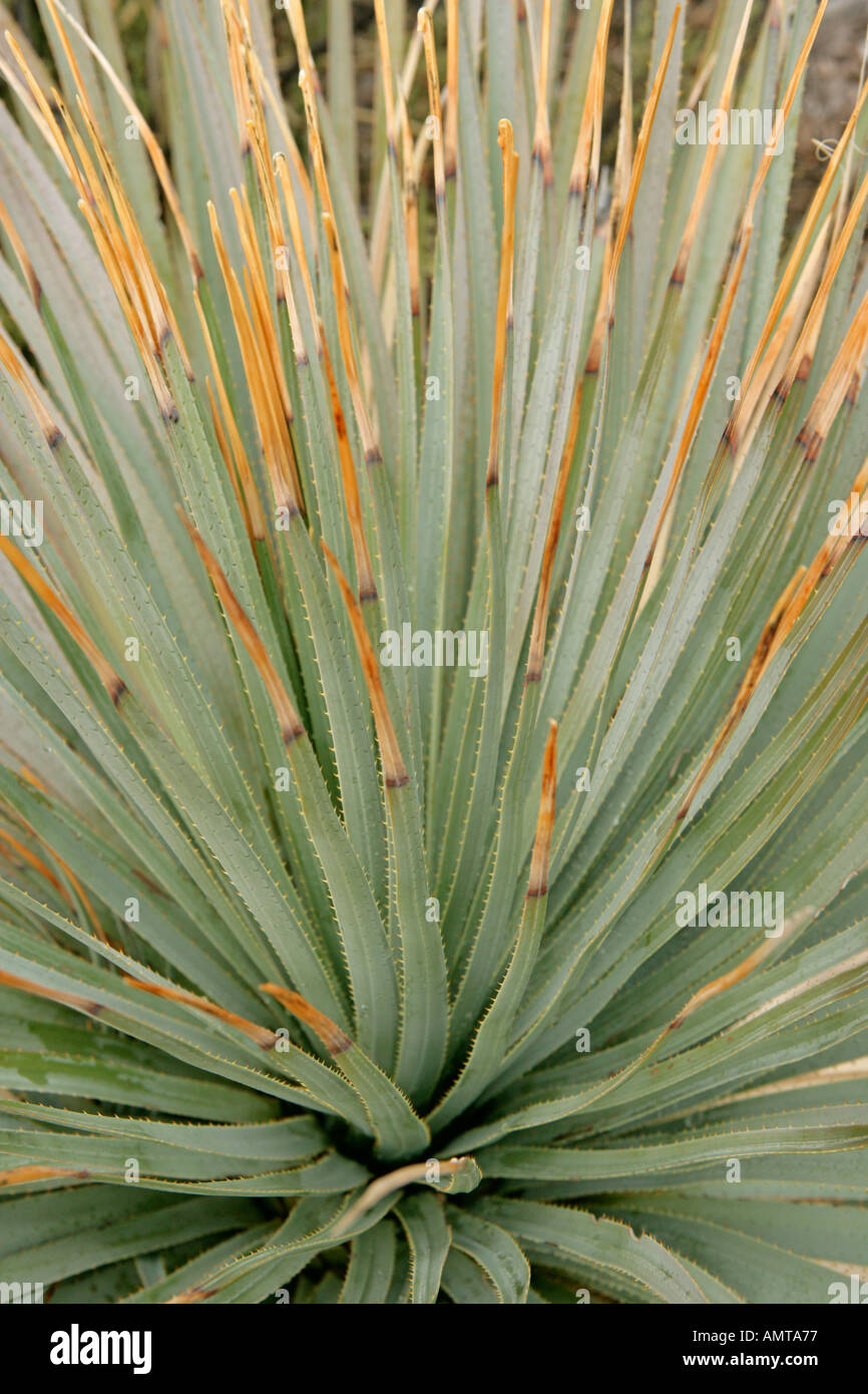 Dasylirion hi-res stock photography and images - Alamy