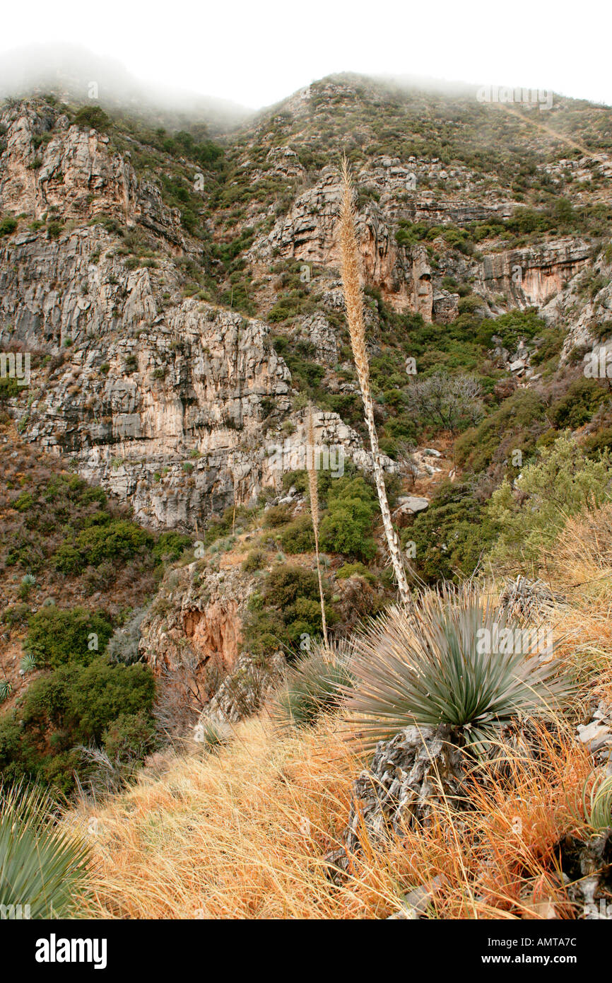 A Sotol plant in southern Arizona Stock Photo - Alamy