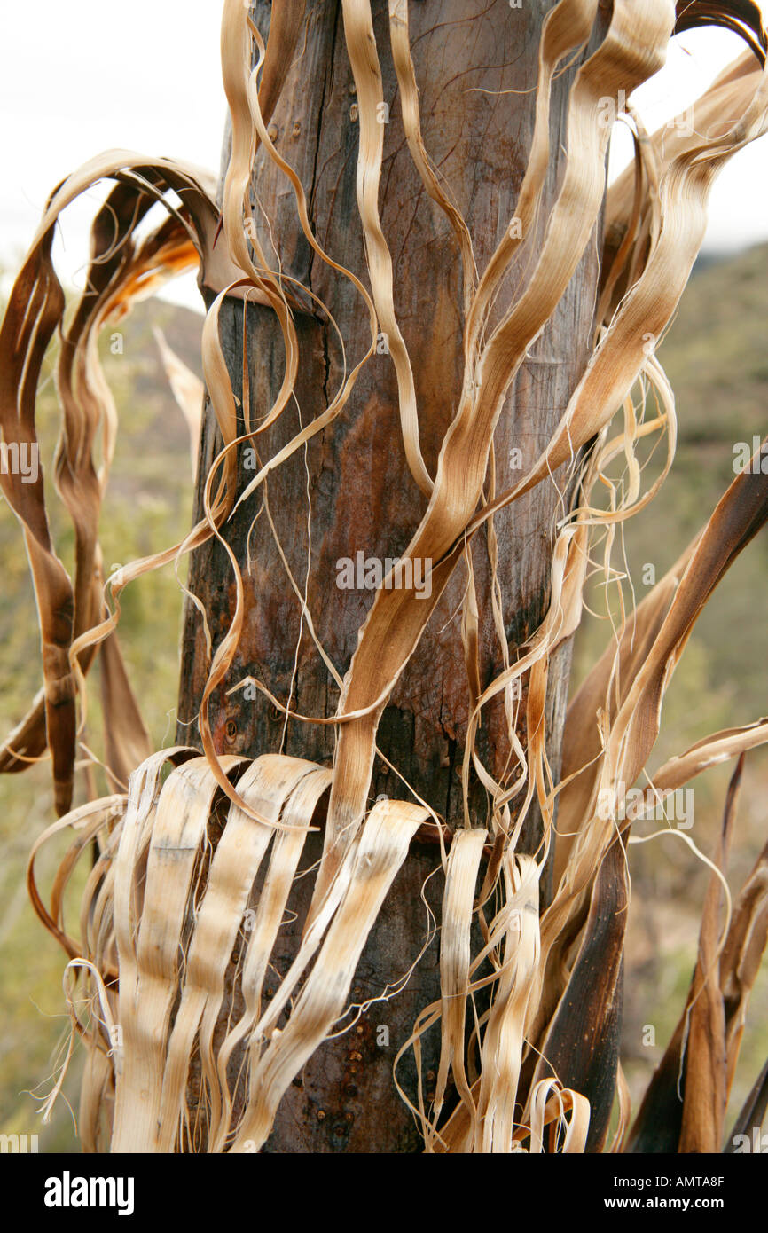 A close up of an Agave or Century plant s flower stalk Stock Photo - Alamy