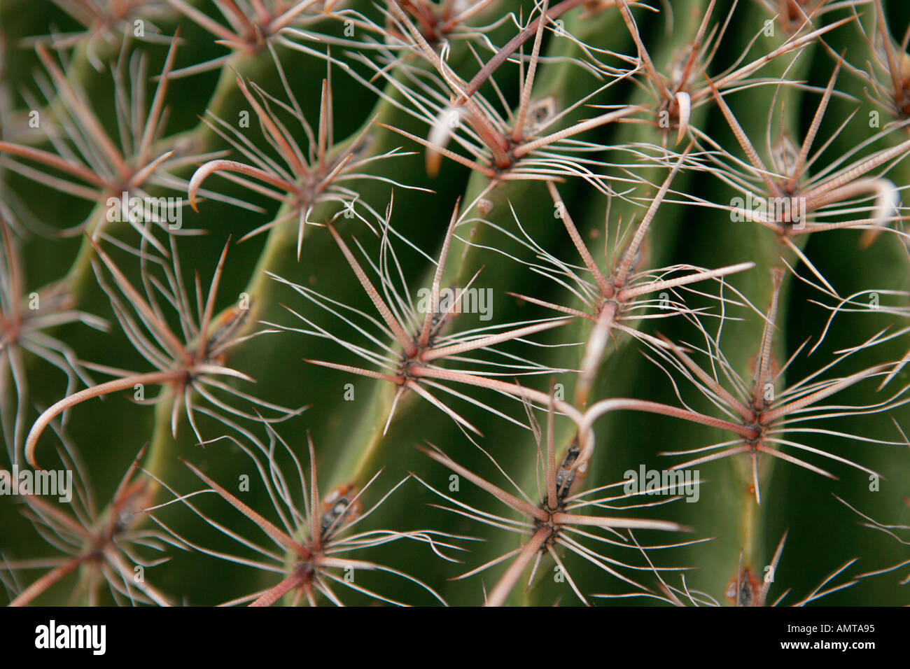 Sclerocactus wrightiae hi-res stock photography and images - Alamy