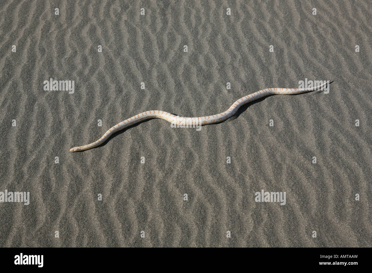White corn snake in the desert sand Stock Photo - Alamy