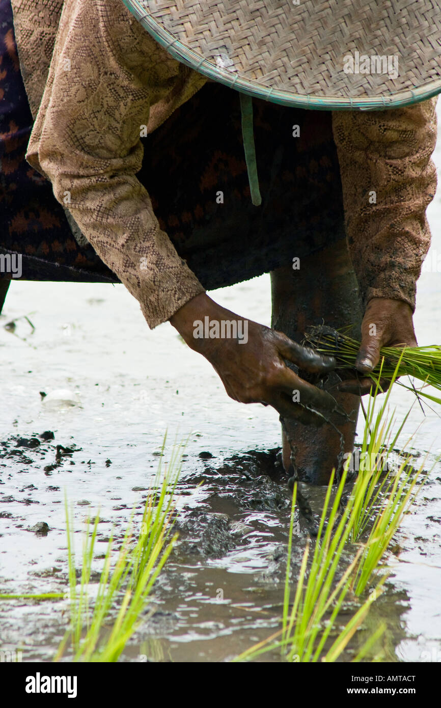 Farmer Planting Rice Field by Hand, Ubud, Bali Indonesia Stock Photo ...