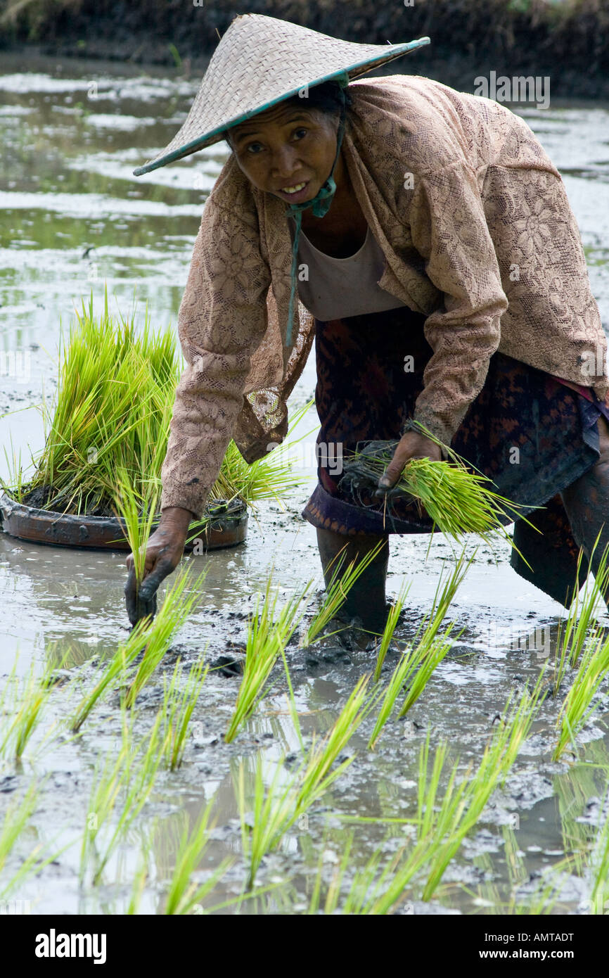 Farmer Planting Rice Field by Hand, Ubud, Bali Indonesia Stock Photo ...