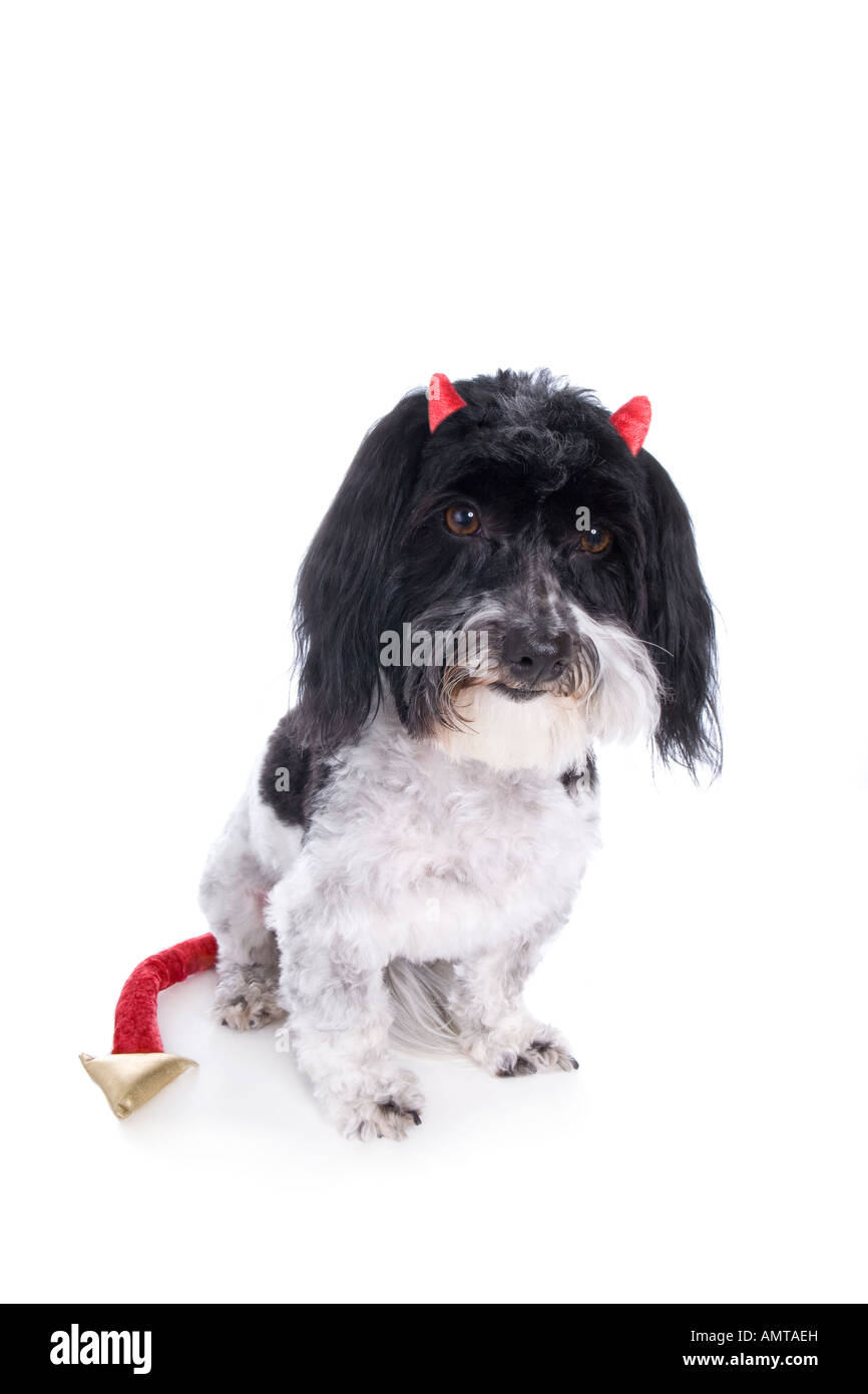 Devil pup hi-res stock photography and images - Alamy