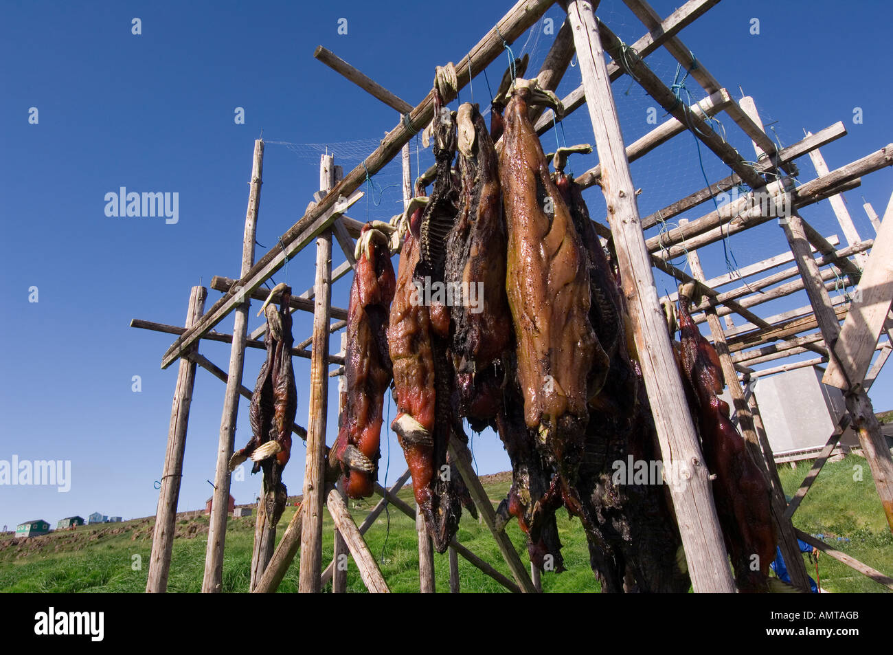 Fish greenland then dried hi-res stock photography and images - Alamy