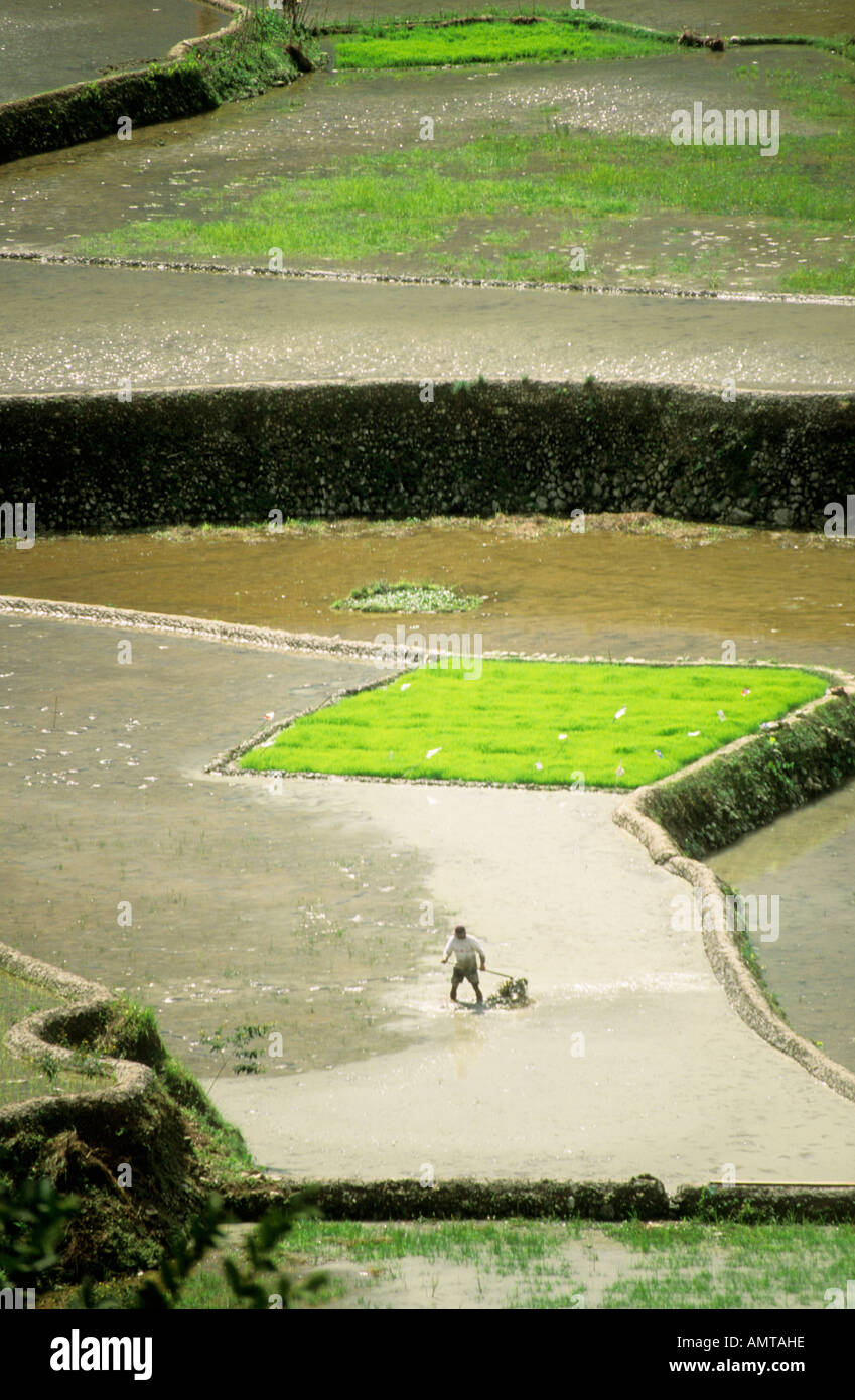 Philippines Farmer Farming Tiered Rice Terrace Banaue Aerial View Stock ...