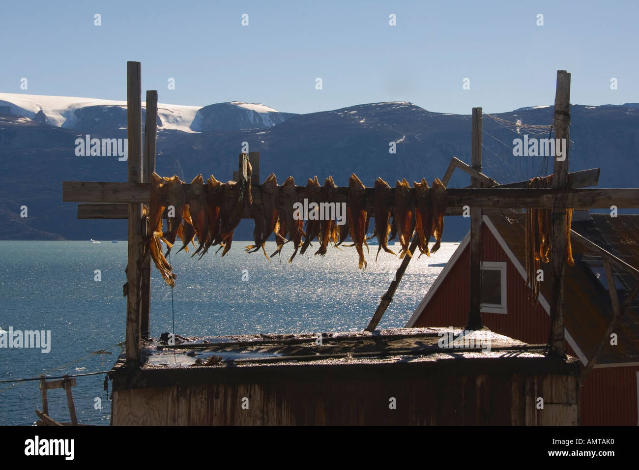 Fish drying on a fish rack Uummannaq Greenland Denmark Stock Photo - Alamy