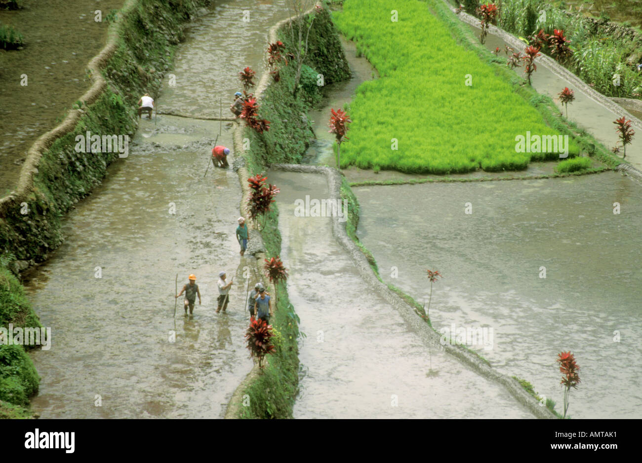 Philippines Farmers Farming Tiered Rice Terrace Banaue Aerial View ...