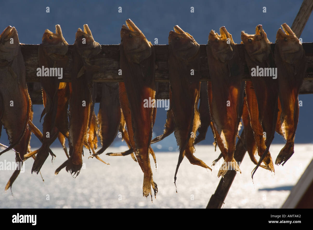 Fish drying on a fish rack Uummannaq Stock Photo - Alamy