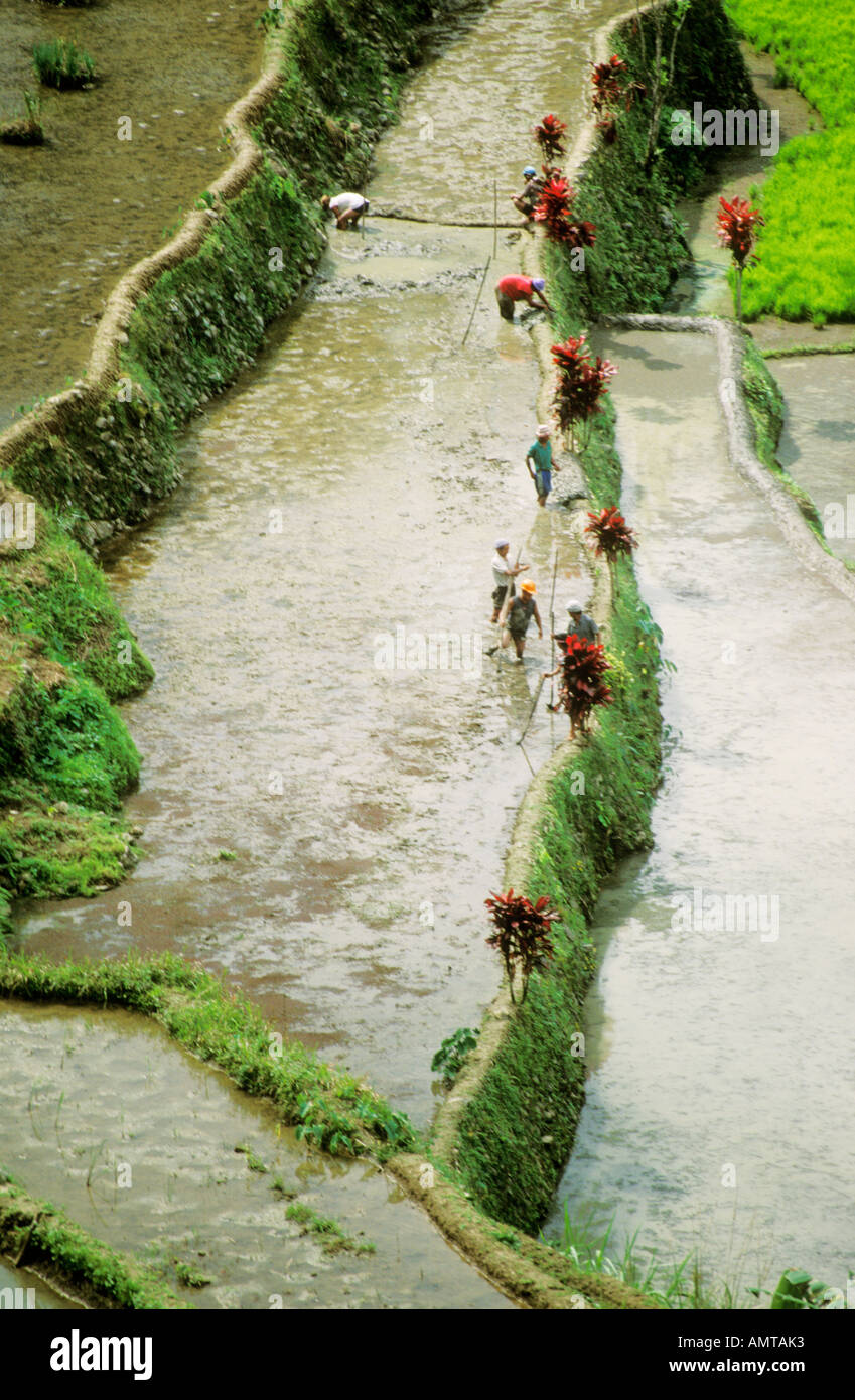 Philippines Farmers Farming Tiered Rice Terrace Banaue Aerial View ...