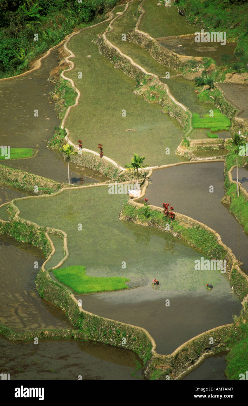 Philippines Aerial View Of Tiered Rice Terrace Hungduan Ifugao Stock ...