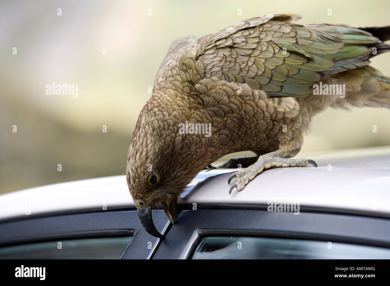 The native Kea parrot, New Zealand Stock Photo - Alamy