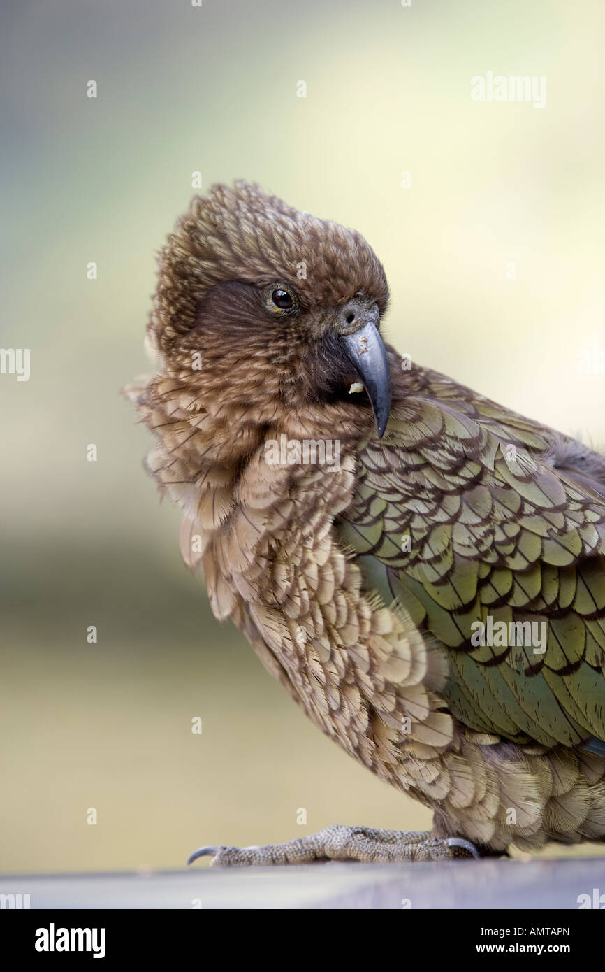 Wildlife of new zealand hi-res stock photography and images - Alamy