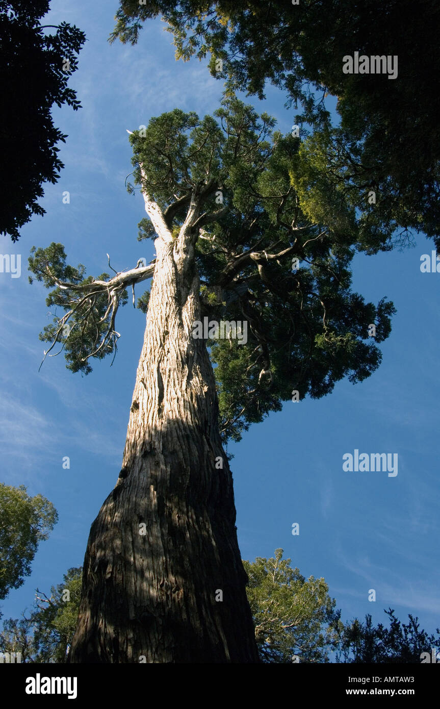 King billy pine tree hi-res stock photography and images - Alamy