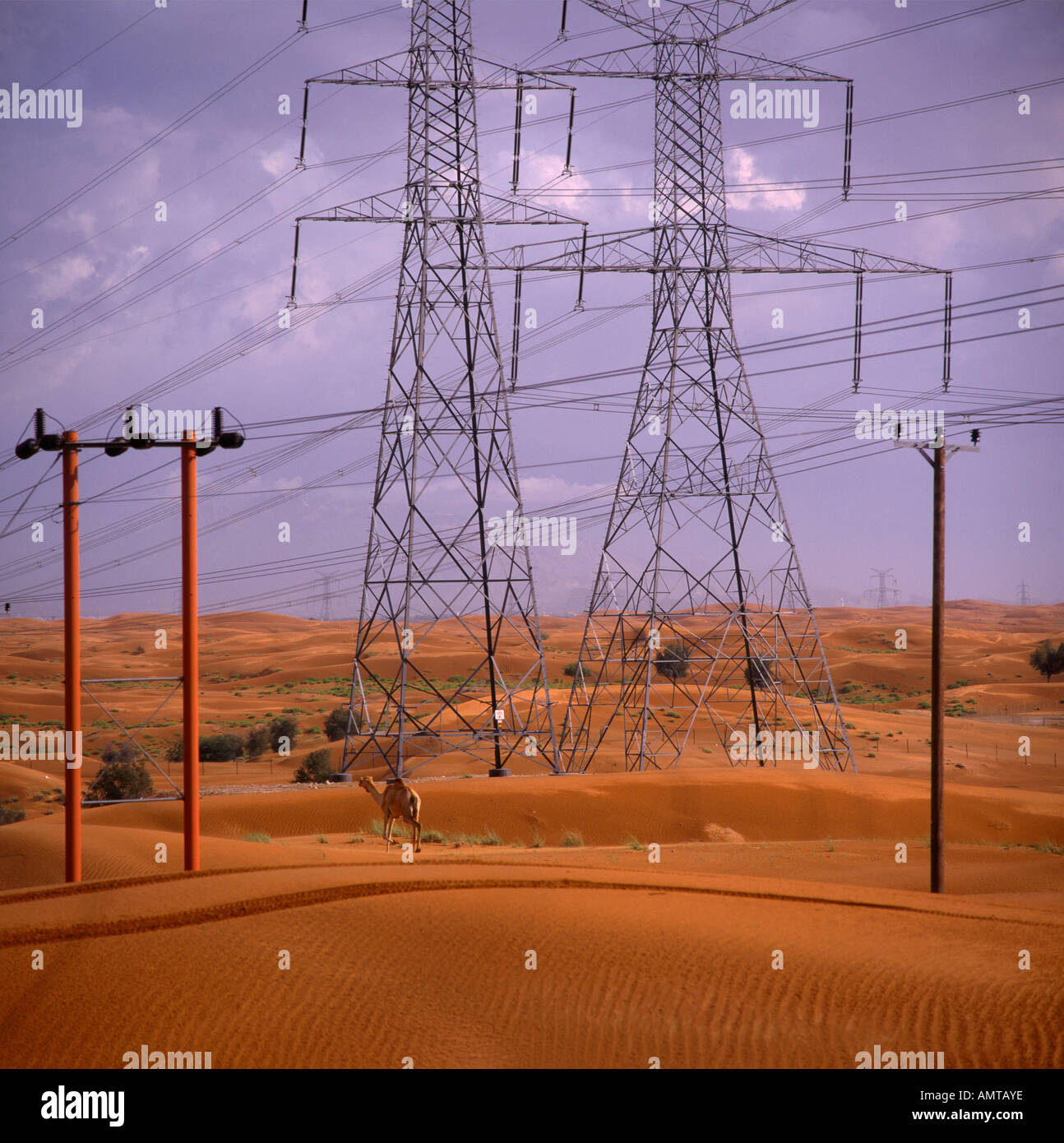 Camel on desert sand dunes beneath electricity pylons and poles under a ...