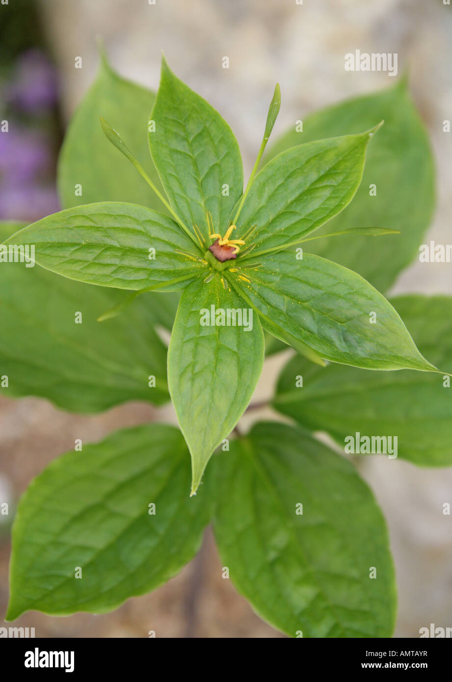 Paris, Paris polyphylla (Syn. Daiswa polyphylla), Melanthiaceae ...