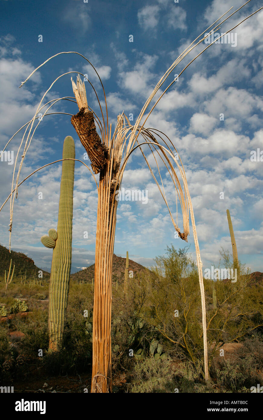 A saguaro cactus skeleton stands next to a tall healthy saguaro in ...