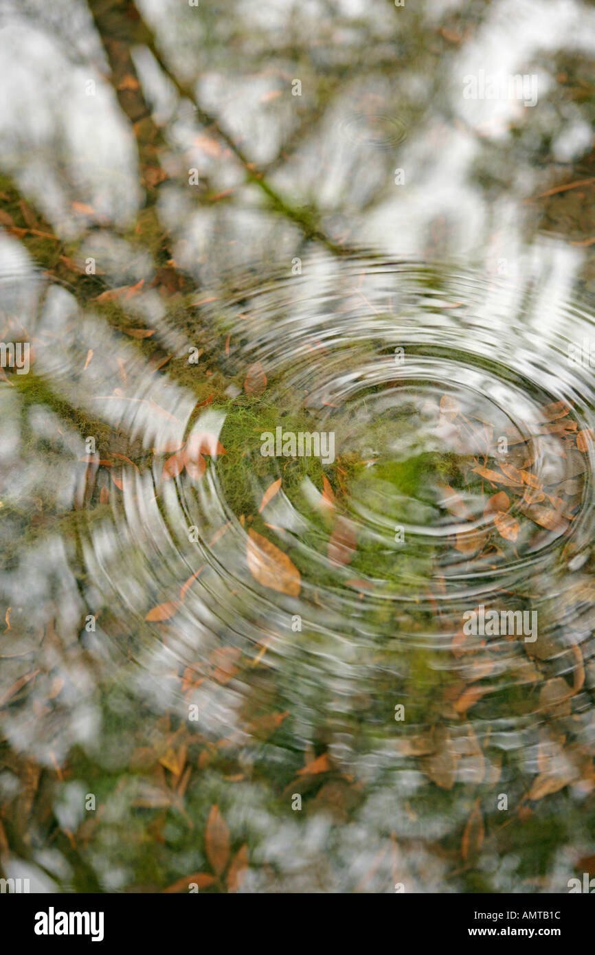 A drop of water hitting the surface of a shallow pond in a forest Stock ...